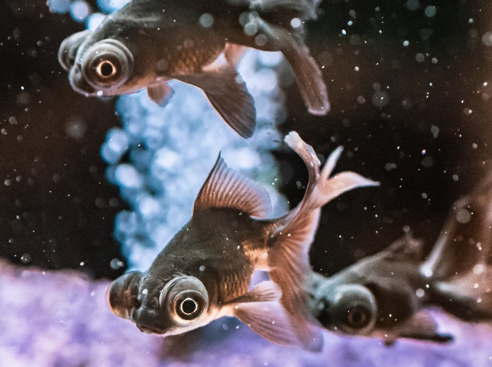 Do Fish Have Testicles? - Book of Neptune