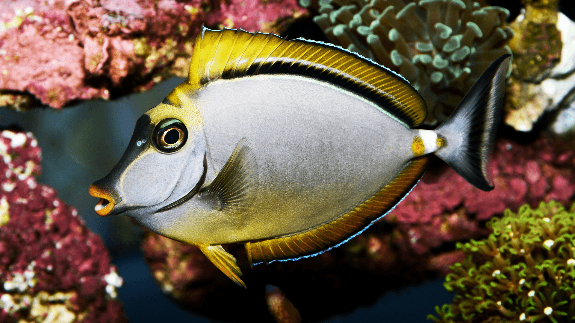 Naso tang - Book of Neptune