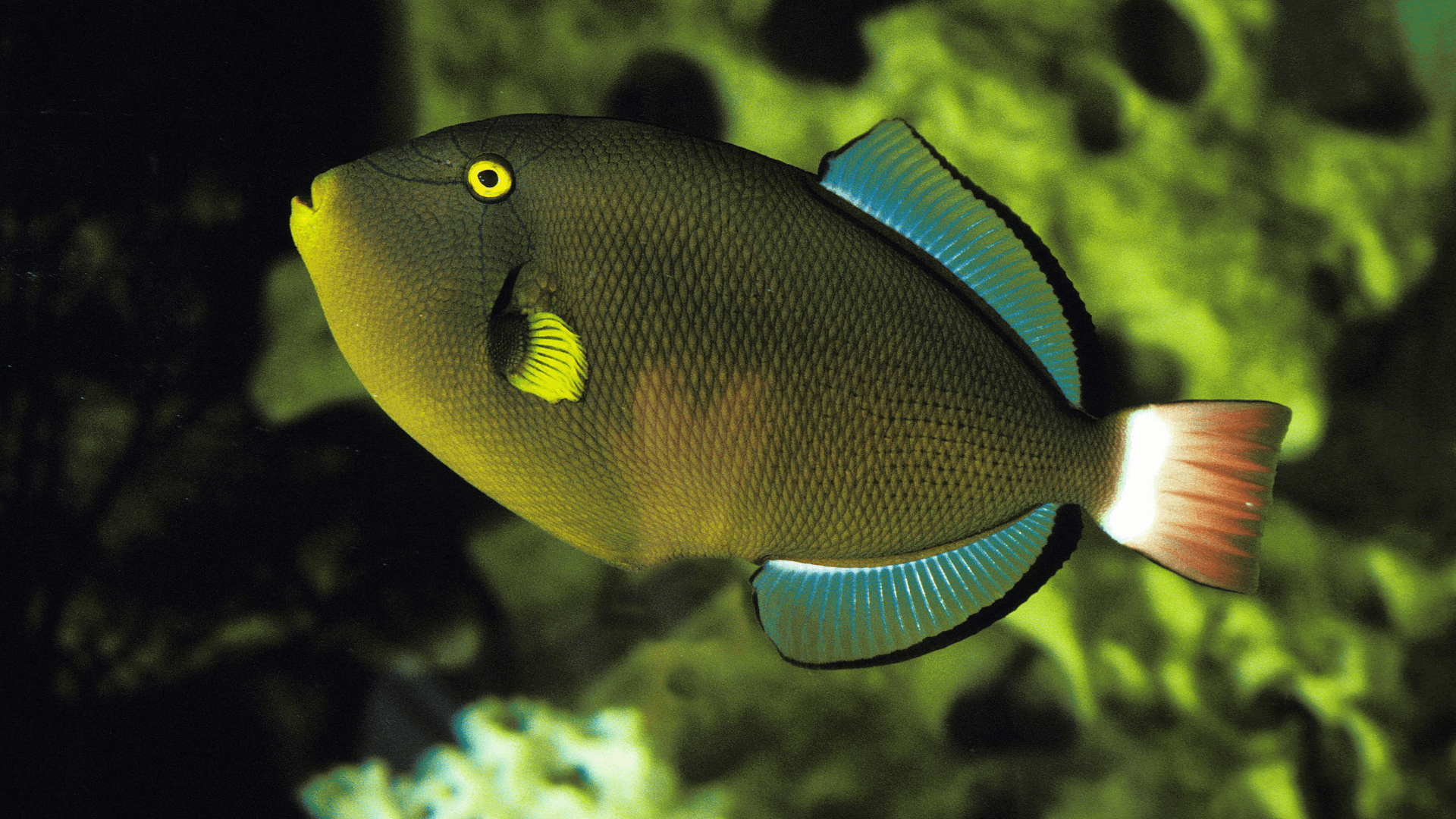 Pinktail Trigger Profile - Book of Neptune