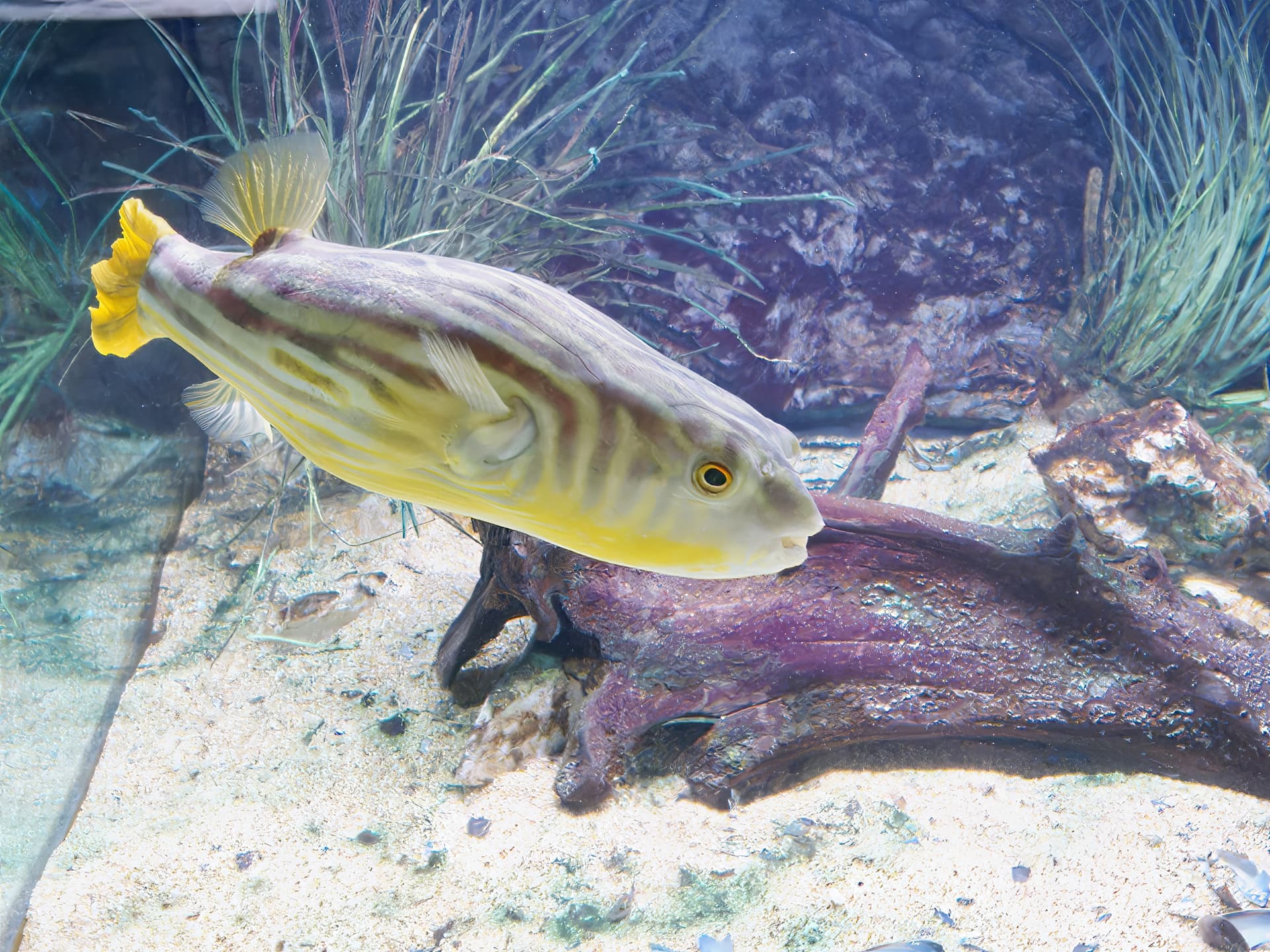 Fahaka puffer - Book of Neptune